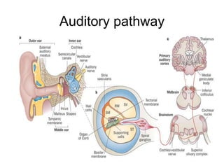 Brainstem auditory evoked responses (baer or abr | PPTX