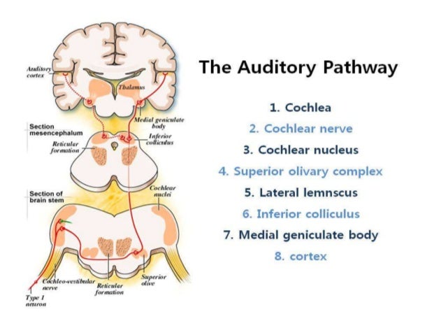 Brainstem auditory evoked responses (baer or abr