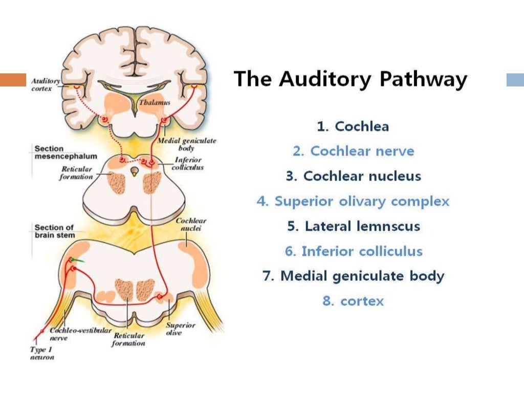 Brainstem auditory evoked responses (baer or abr