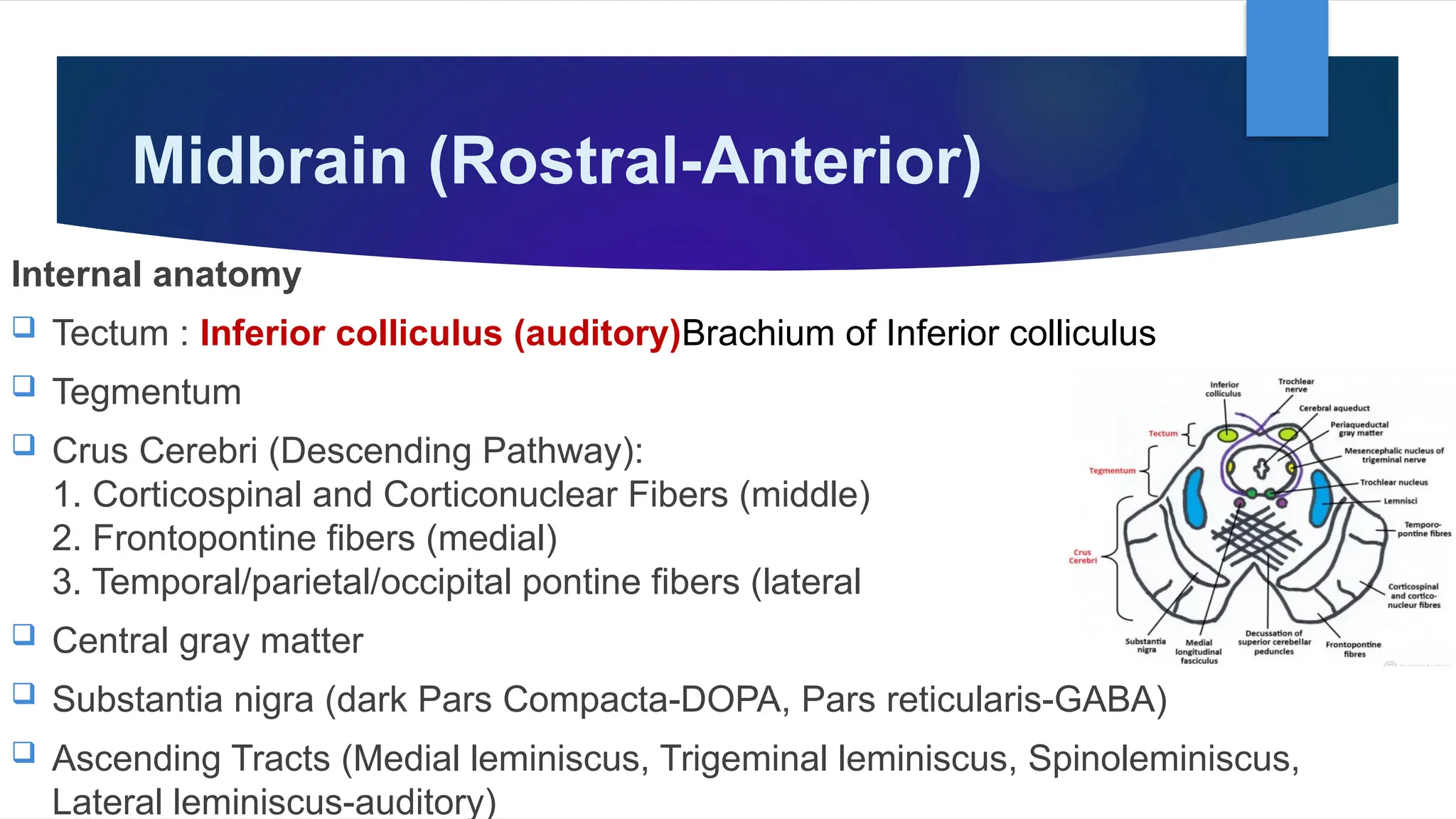 Brainstem by Dr. Rabia Inam Gandapore.pptx