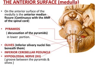 Brainstem demo neww | POT