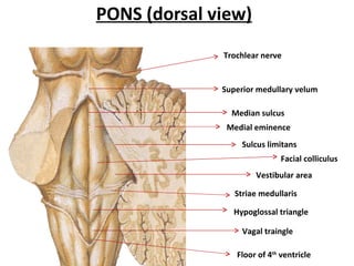 Sulcus Limitans Brainstem