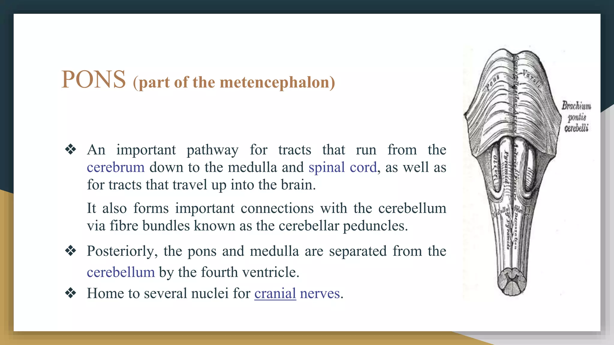 NEUROANATOMY OF BRAINSTEM | PPTX