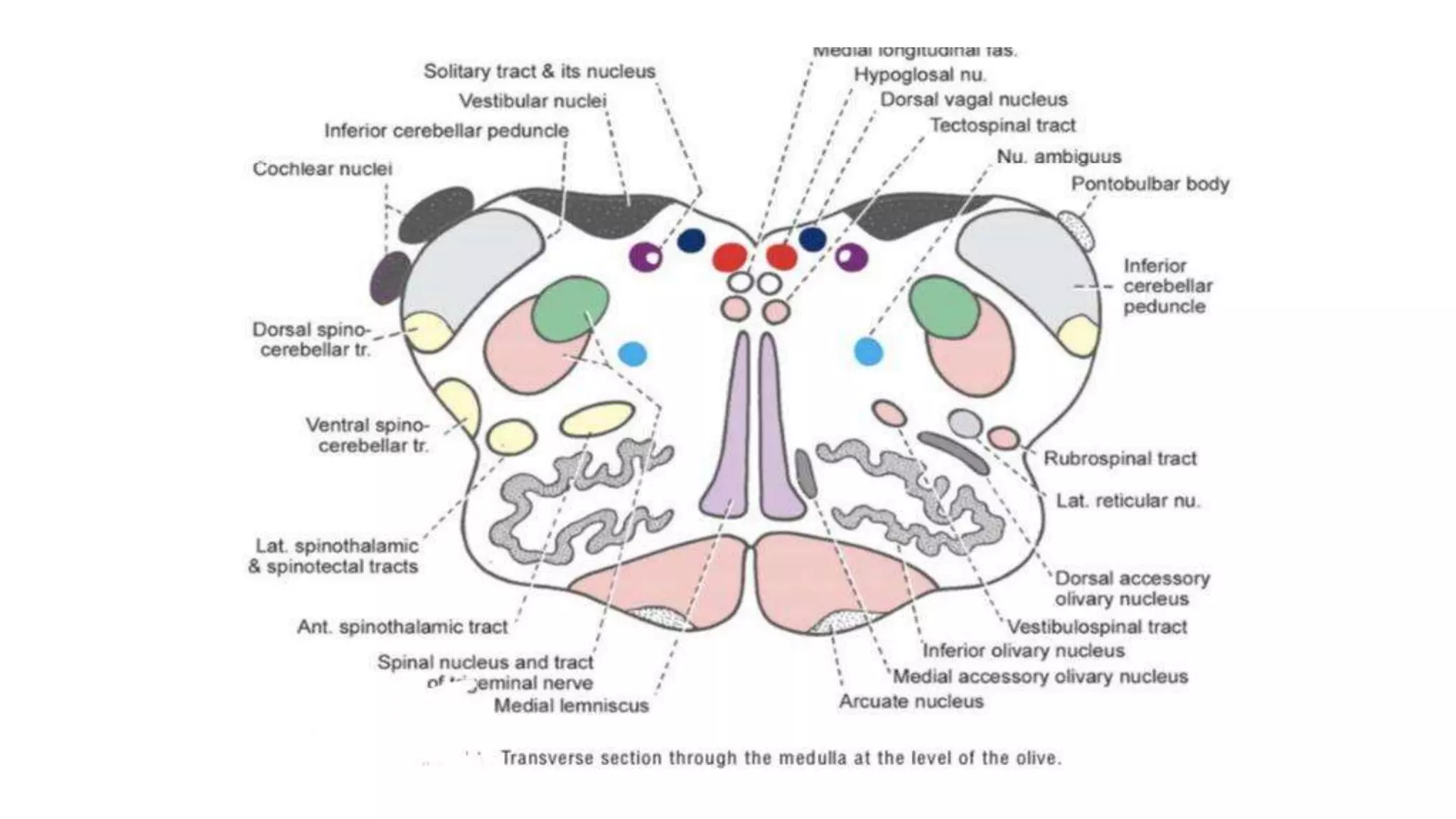 NEUROANATOMY OF BRAINSTEM | PPTX