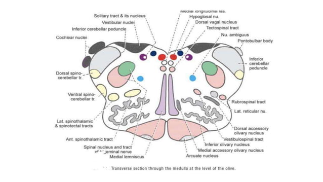 NEUROANATOMY OF BRAINSTEM | PPTX | Brain and Nervous System Disorders ...