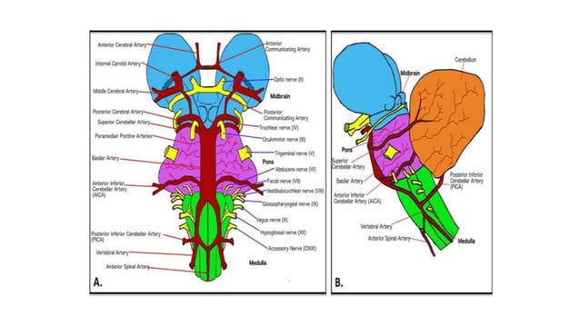 NEUROANATOMY OF BRAINSTEM | PPTX | Brain and Nervous System Disorders ...