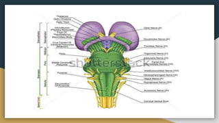 NEUROANATOMY OF BRAINSTEM | PPTX