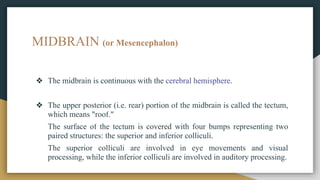 NEUROANATOMY OF BRAINSTEM | PPTX