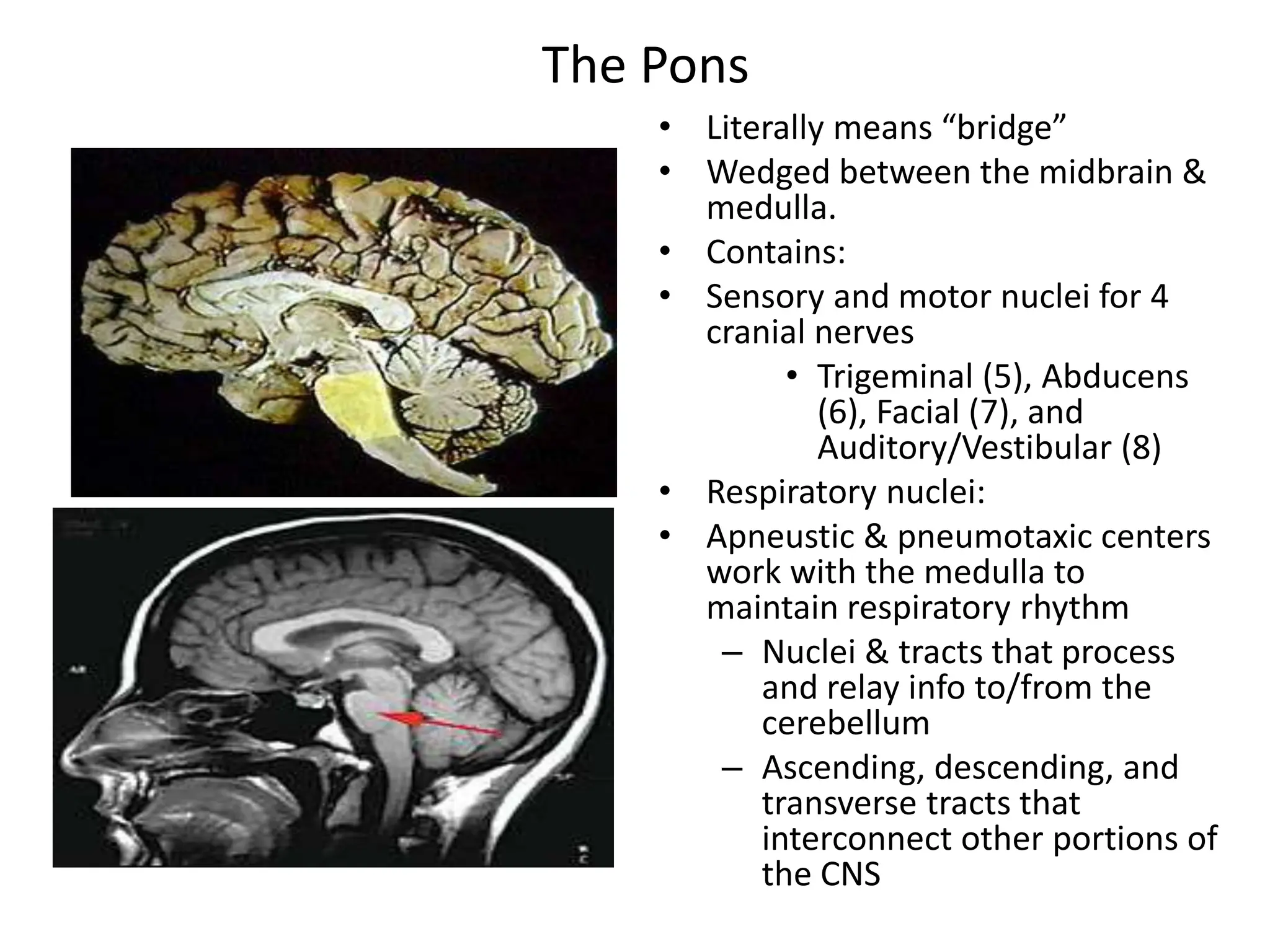 Brain stem lecture @mbbs.pptx