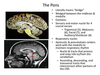 Brain stem lecture @mbbs.pptx