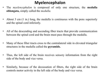 Brain stem lecture @mbbs.pptx