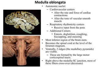 Brain stem lecture @mbbs.pptx