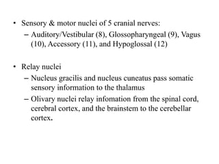 Brain stem lecture @mbbs.pptx