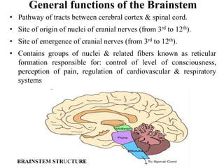 Brain stem lecture @mbbs.pptx