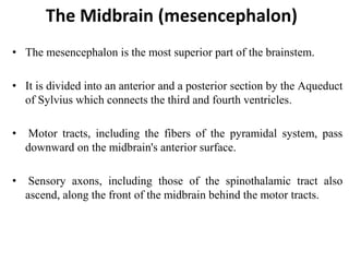 Brain stem lecture @mbbs.pptx