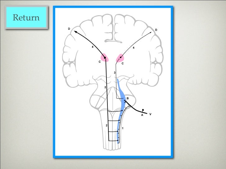 Brainstem Lesions