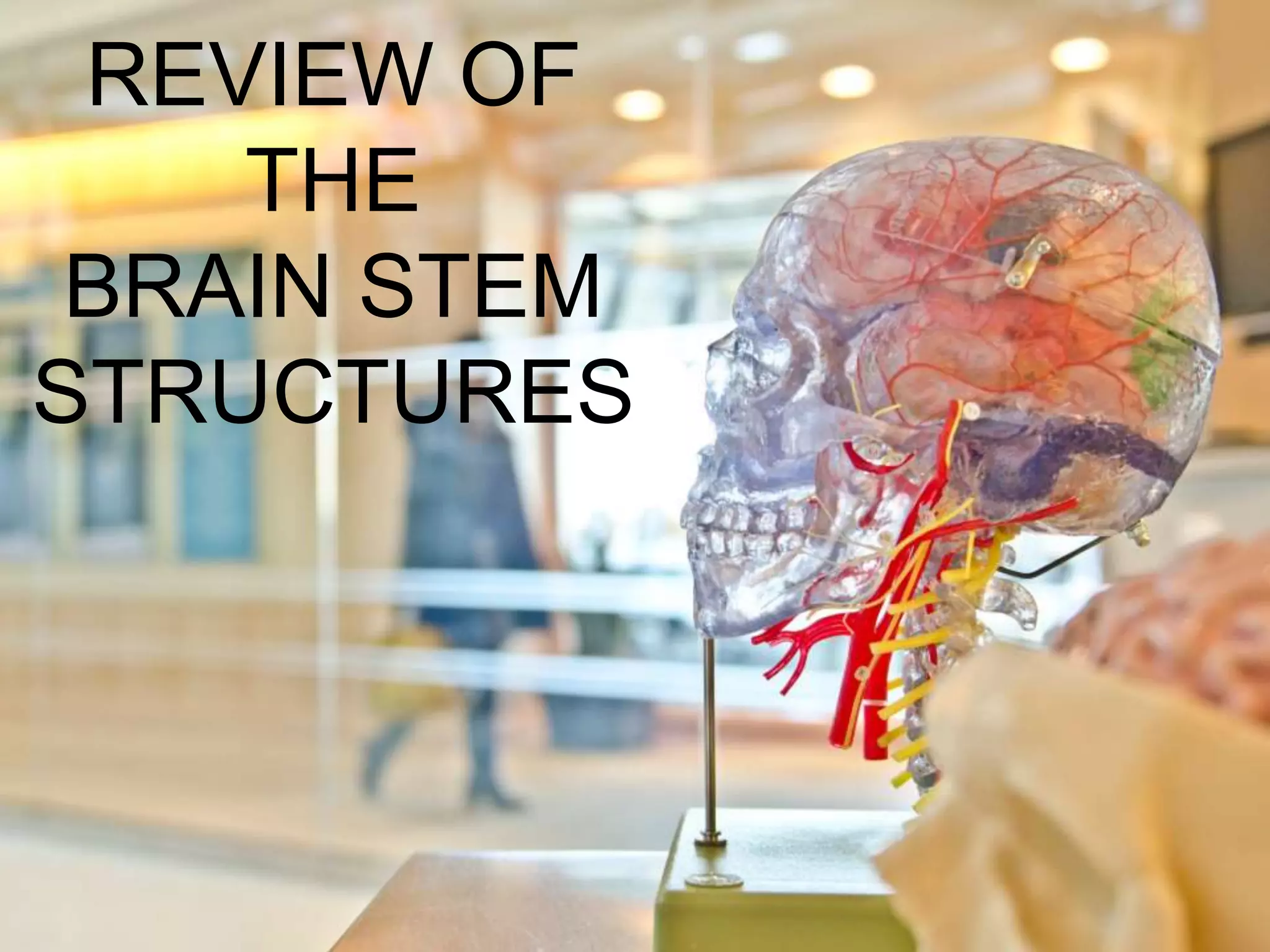 Brain stem Lesions | PPTX