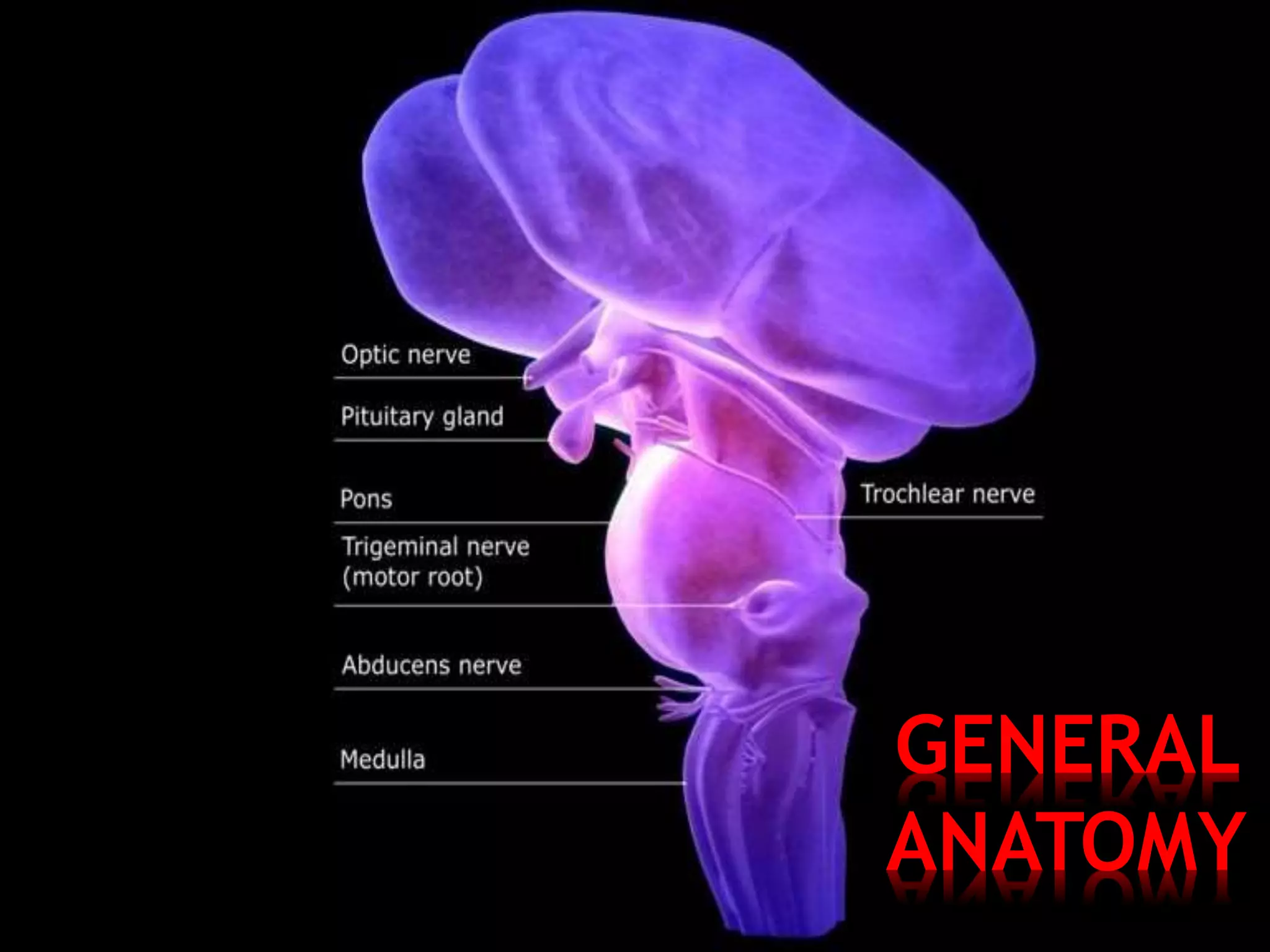 Brain stem Lesions | PPTX