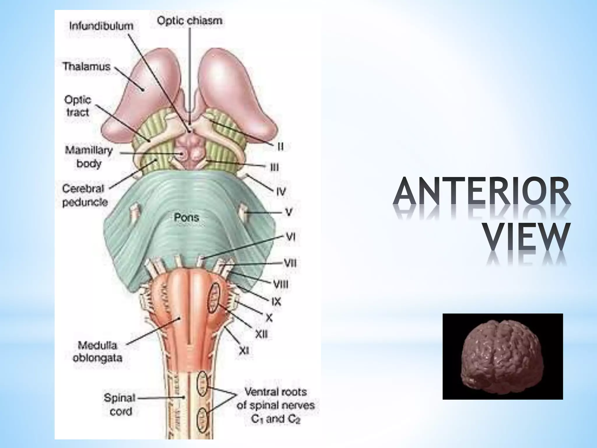 Brain stem Lesions | PPTX