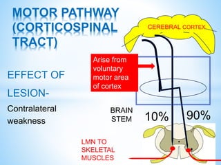 Brain stem Lesions | PPTX