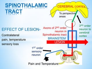 Brain stem Lesions | PPTX
