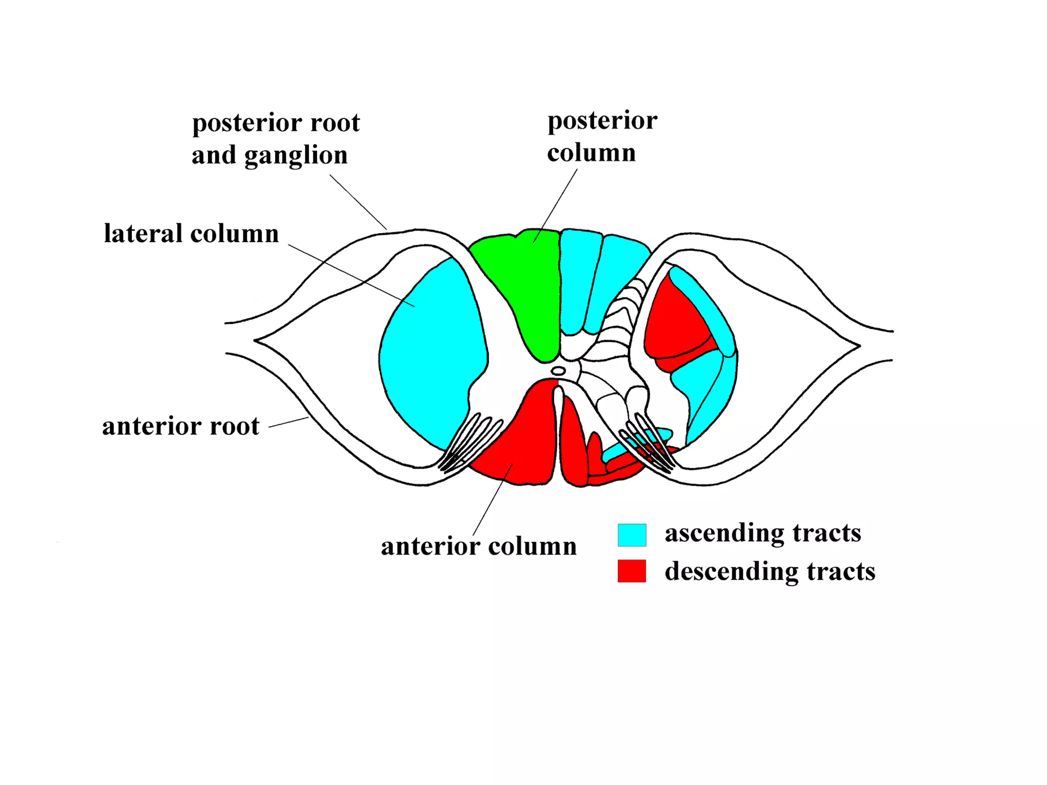 Brain stem - components and lesions | PPT