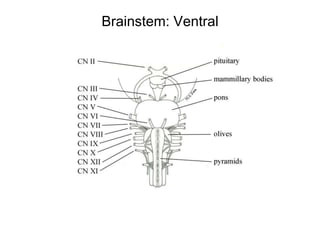 Ventral View Of Brainstem