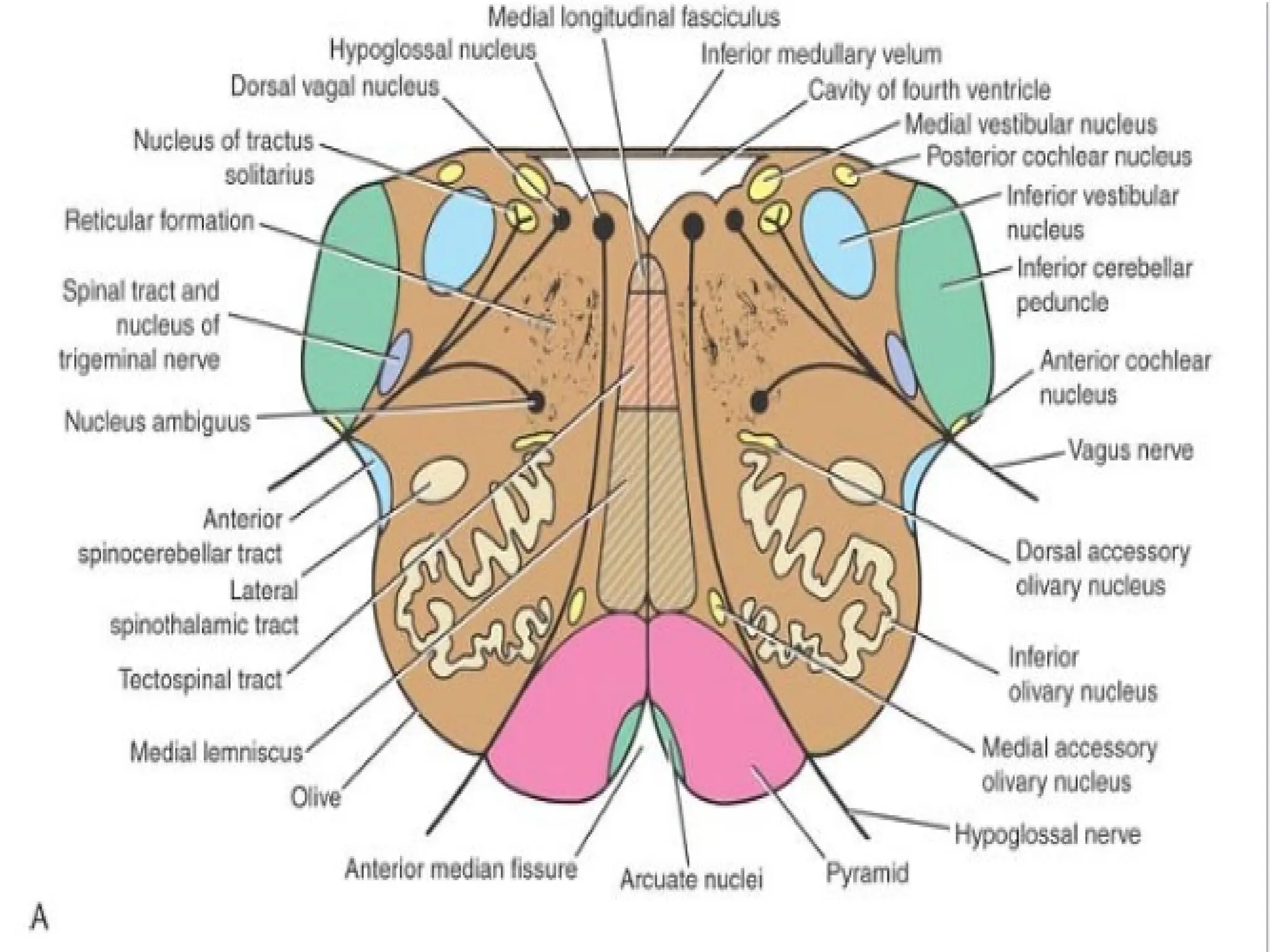 brainstem,medulla.pptx...................... | PPTX