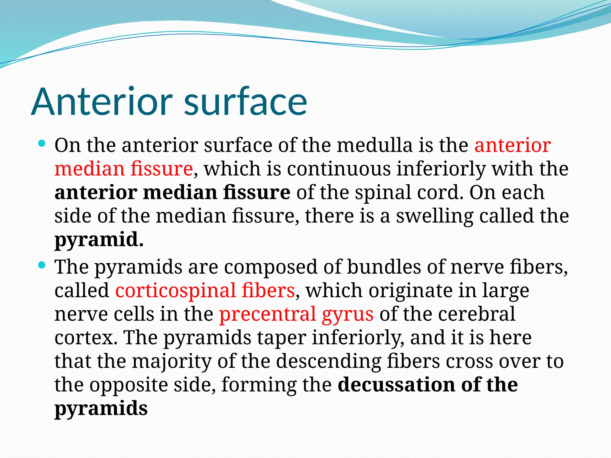 brainstem,medulla.pptx...................... | PPTX