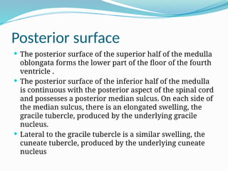brainstem,medulla.pptx...................... | PPTX