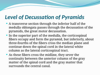 brainstem,medulla.pptx...................... | PPTX