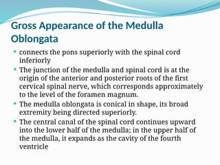 brainstem,medulla.pptx...................... | PPTX