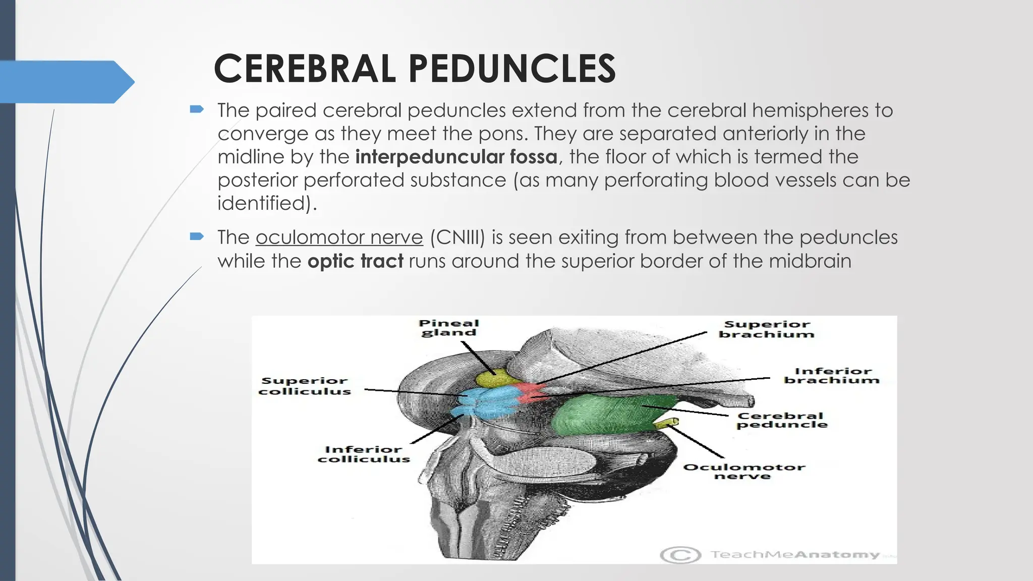 BRAIN STEM/ pions/medulla oblongata/midbrain | PPTX