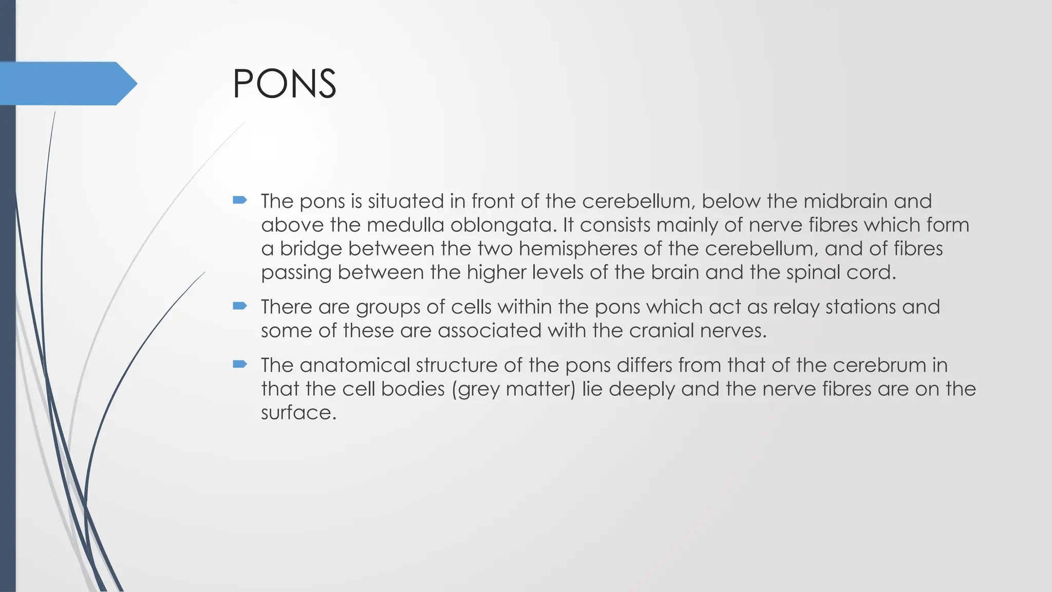 BRAIN STEM/ pions/medulla oblongata/midbrain | PPTX