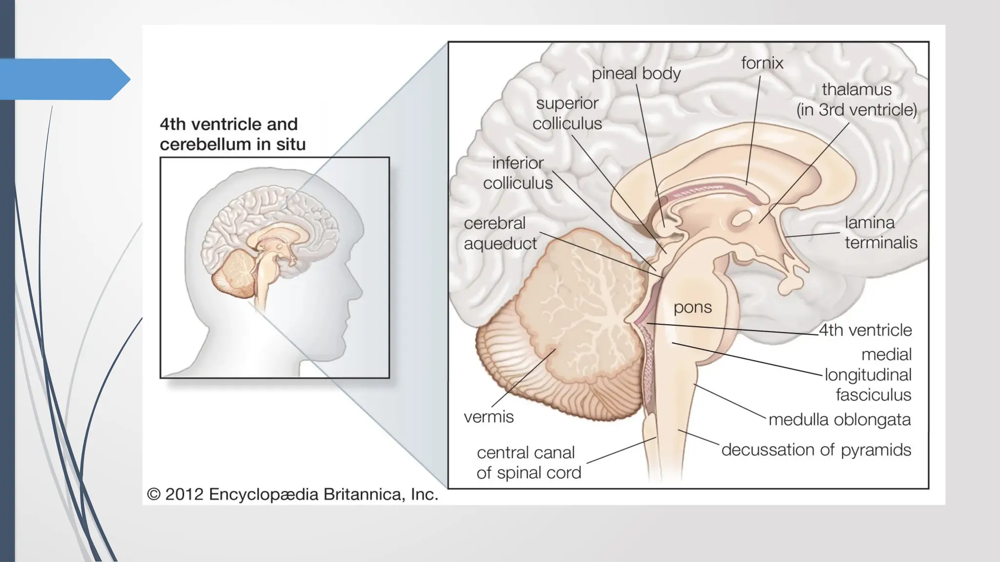 BRAIN STEM/ pions/medulla oblongata/midbrain | PPTX