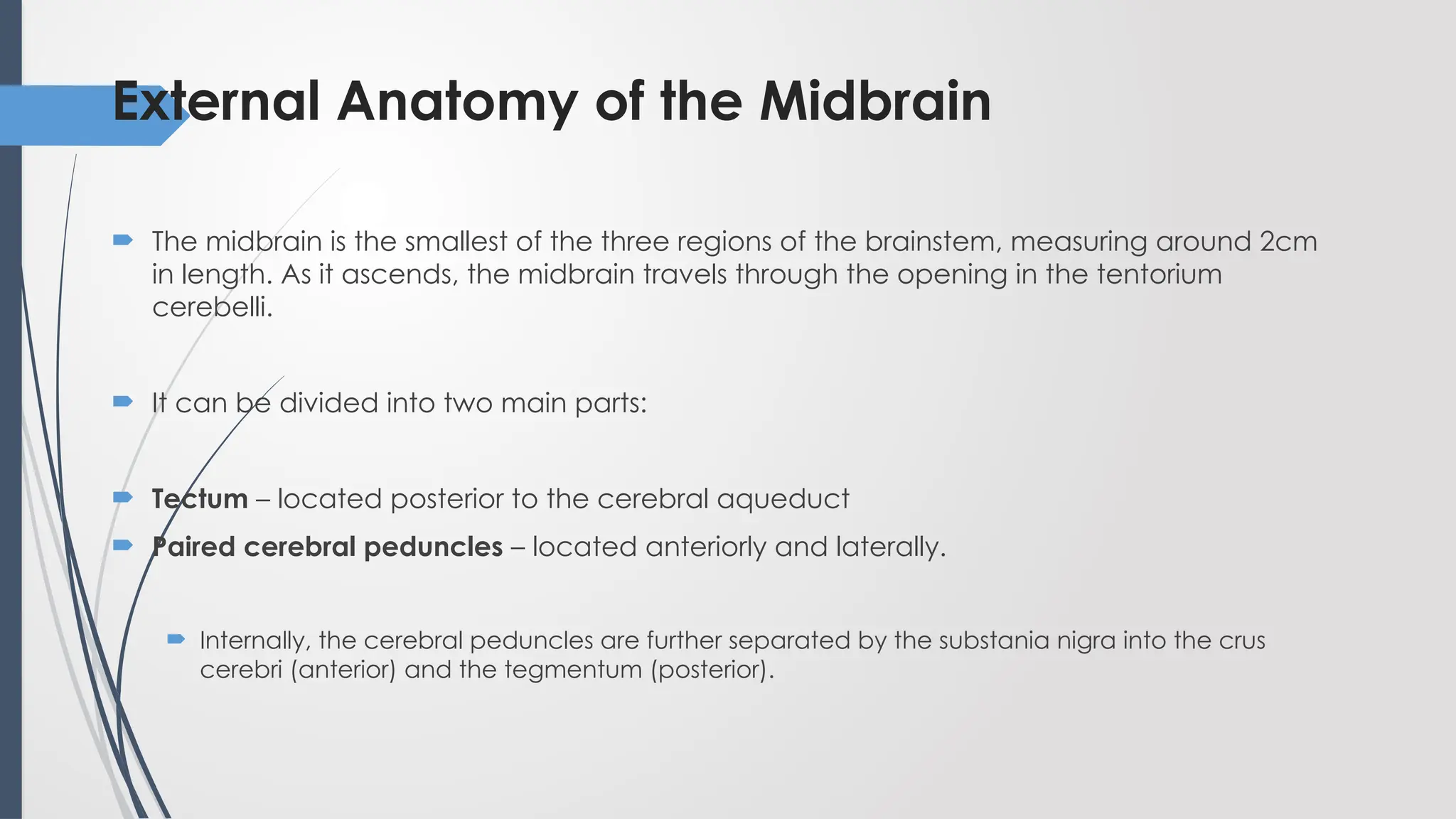 BRAIN STEM/ pions/medulla oblongata/midbrain | PPTX