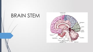 BRAIN STEM/ pions/medulla oblongata/midbrain | PPTX