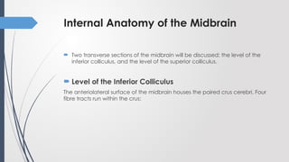 BRAIN STEM/ pions/medulla oblongata/midbrain | PPTX