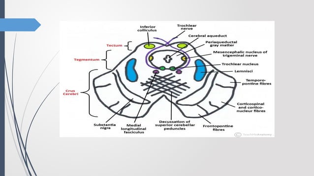 BRAIN STEM/ pions/medulla oblongata/midbrain | PPTX