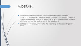 BRAIN STEM/ pions/medulla oblongata/midbrain | PPTX