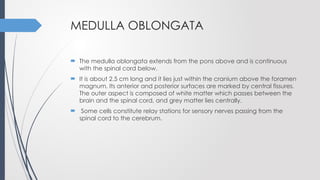 BRAIN STEM/ pions/medulla oblongata/midbrain | PPTX