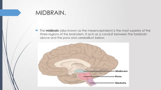 BRAIN STEM/ pions/medulla oblongata/midbrain | PPTX