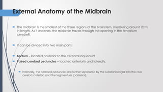 BRAIN STEM/ pions/medulla oblongata/midbrain | PPTX