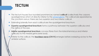 BRAIN STEM/ pions/medulla oblongata/midbrain | PPTX