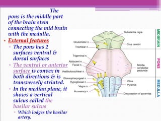 Brain stem New.ppsx
