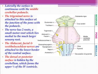 Brain stem New.ppsx