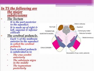 Brain stem New.ppsx