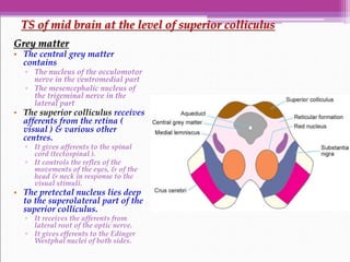 Brain stem New.ppsx