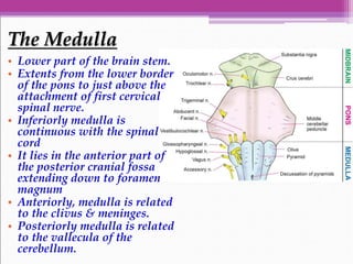 Brain stem New.ppsx
