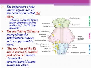 Brain stem New.ppsx